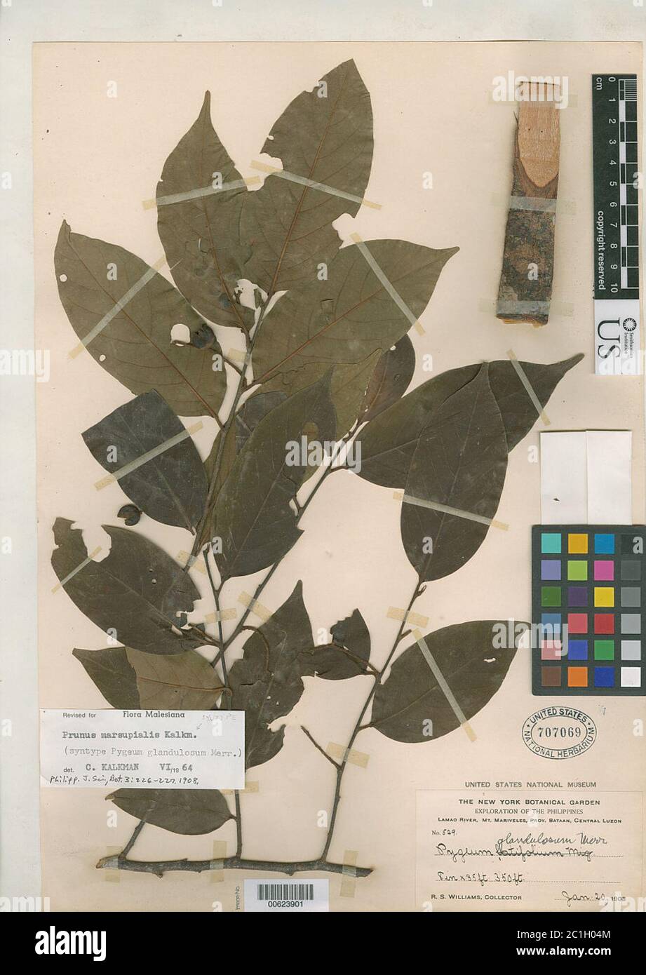 Pygeum hi-res stock photography and images - Alamy