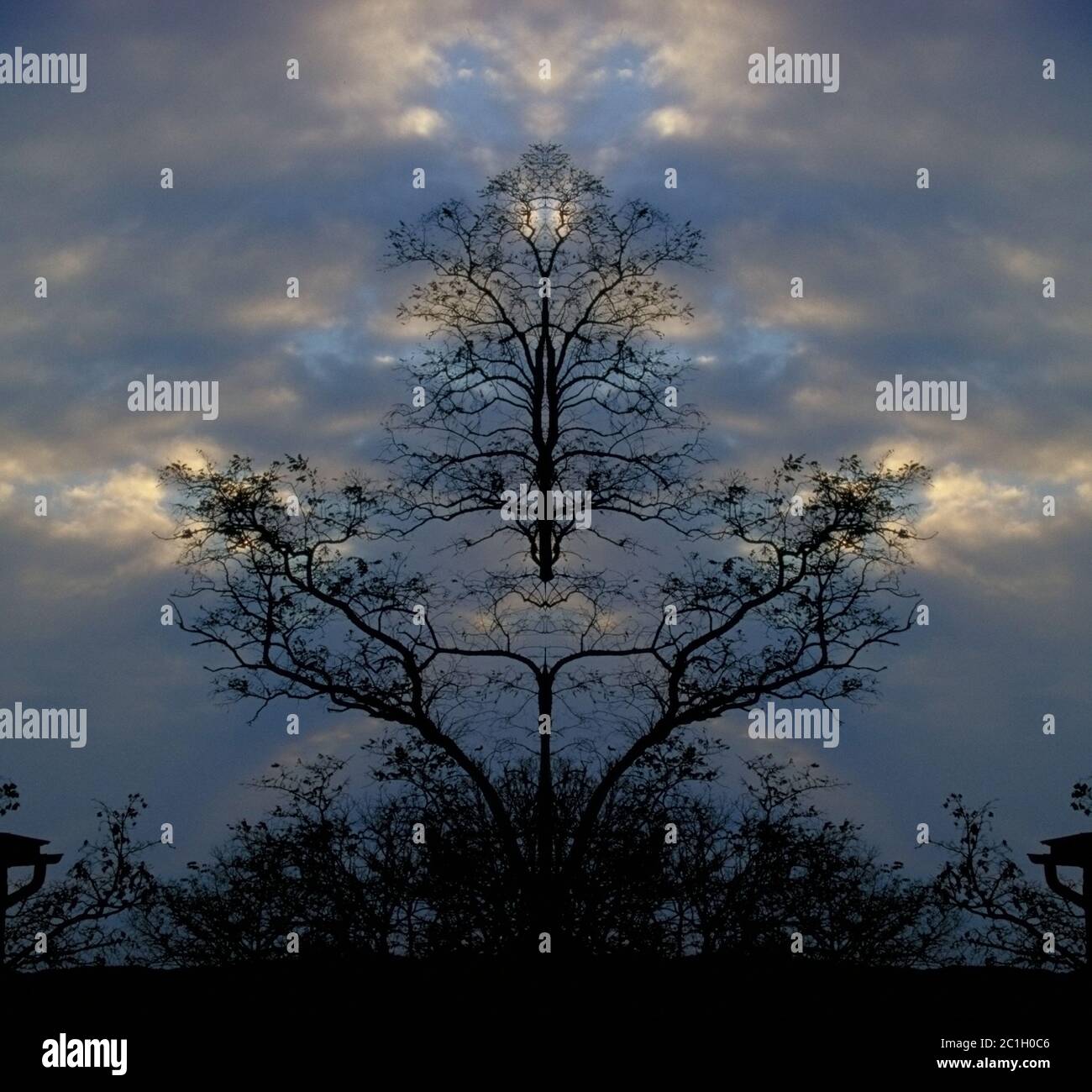 Surreal trees at the dusk Stock Photo - Alamy