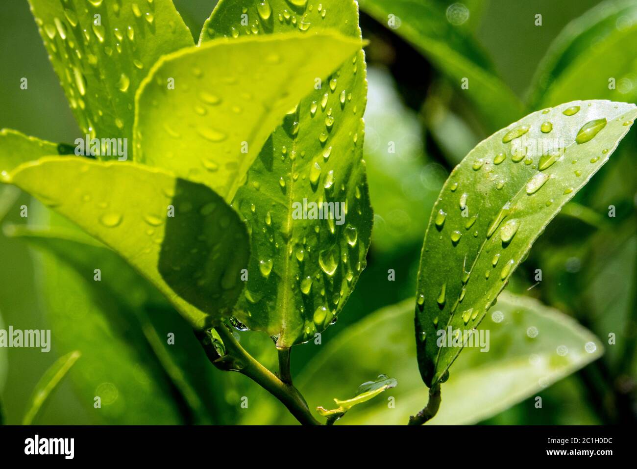 Leaf of miniature Lemon tree after a rain shower Stock Photo - Alamy