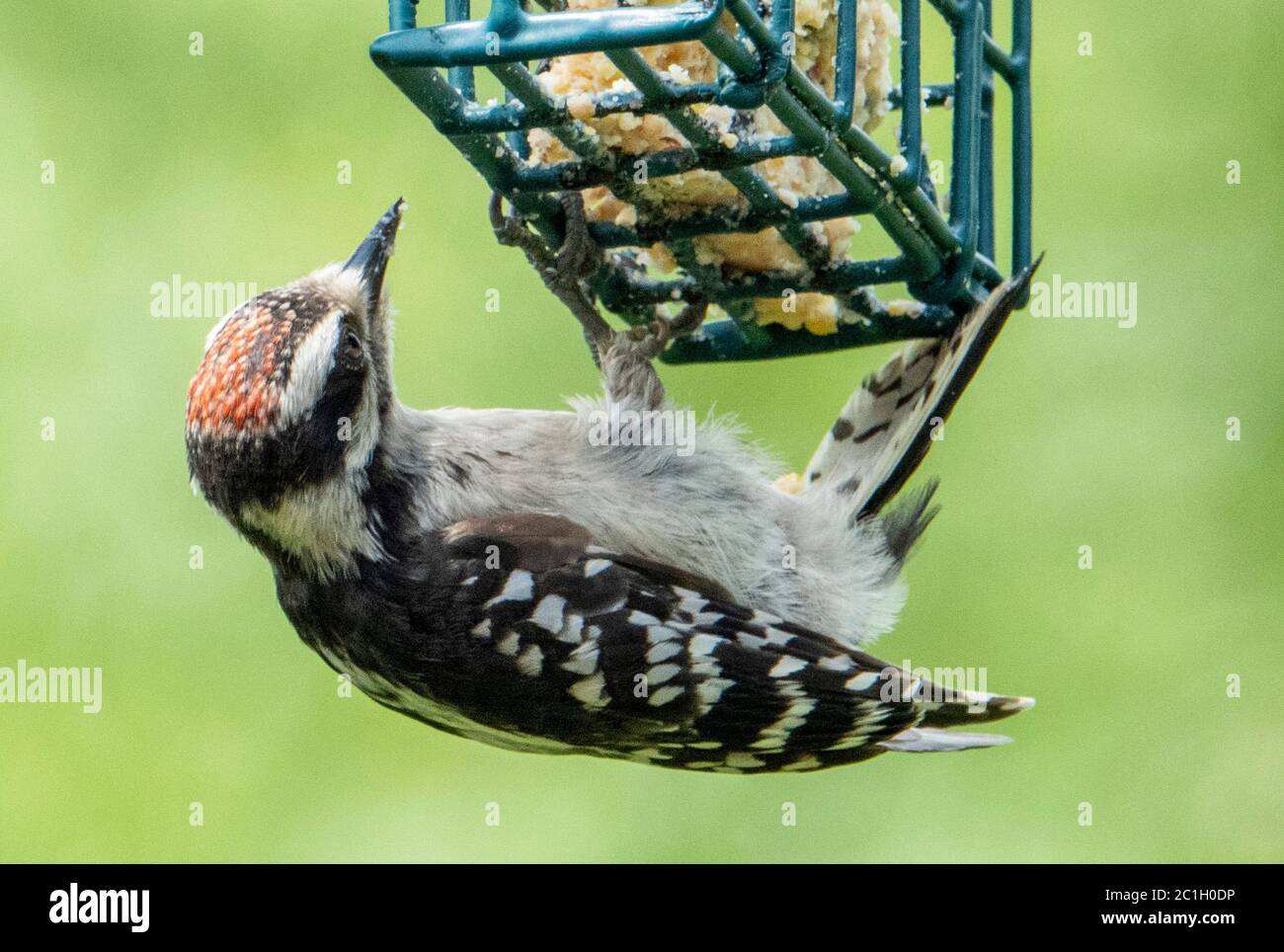 Sage feeder hi-res stock photography and images - Alamy