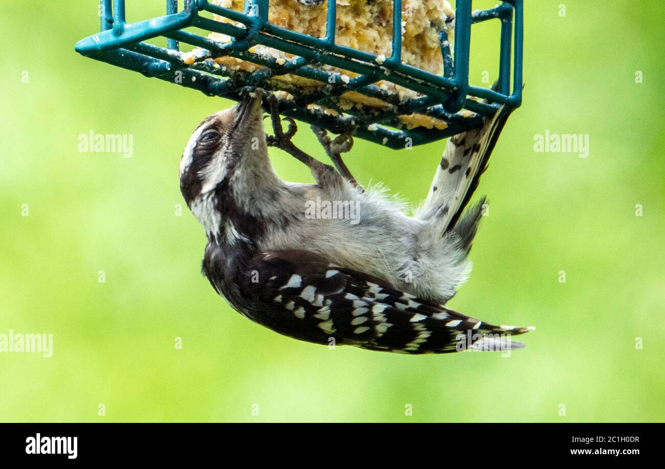Hanging under the feeder Stock Photo - Alamy