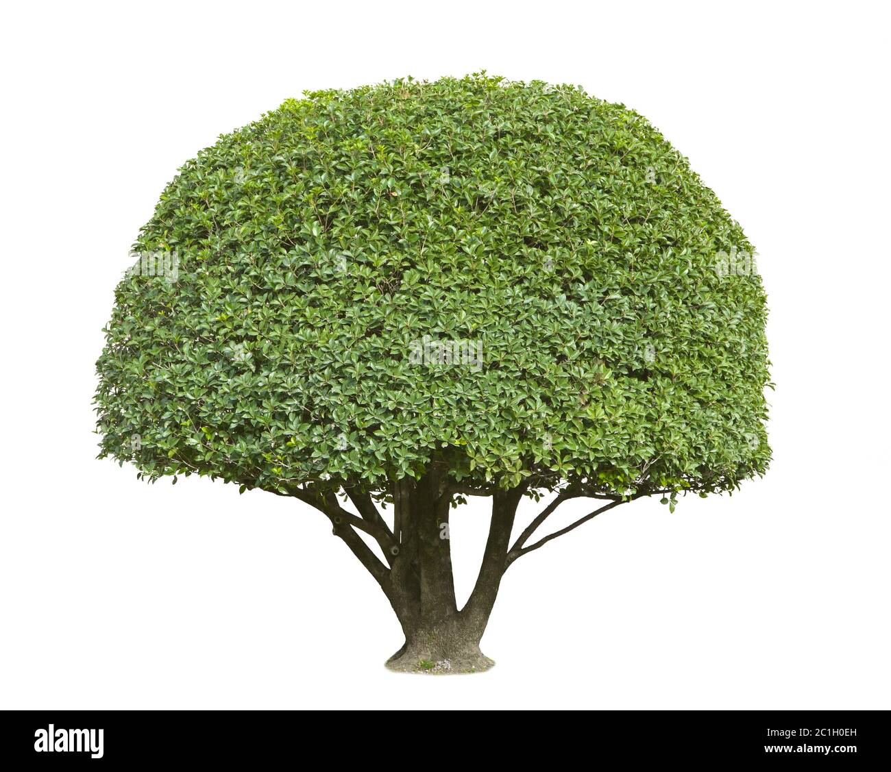 Topiary Tree Park High Resolution Stock Photography and Images - Alamy