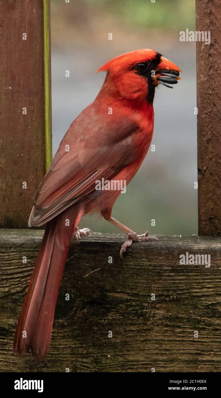 Northern Cardinal looks out from the deck Stock Photo - Alamy