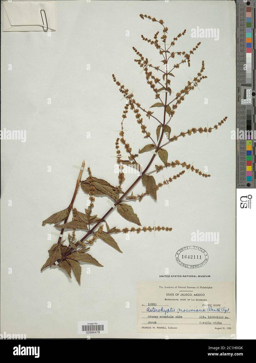 Asterohyptis mociniana Benth Epling Asterohyptis mociniana Benth Epling ...