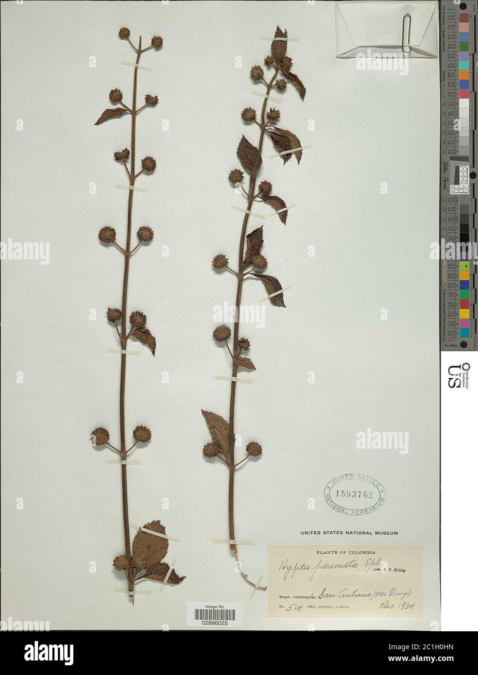 Hyptis personata Epling Hyptis personata Epling Stock Photo - Alamy