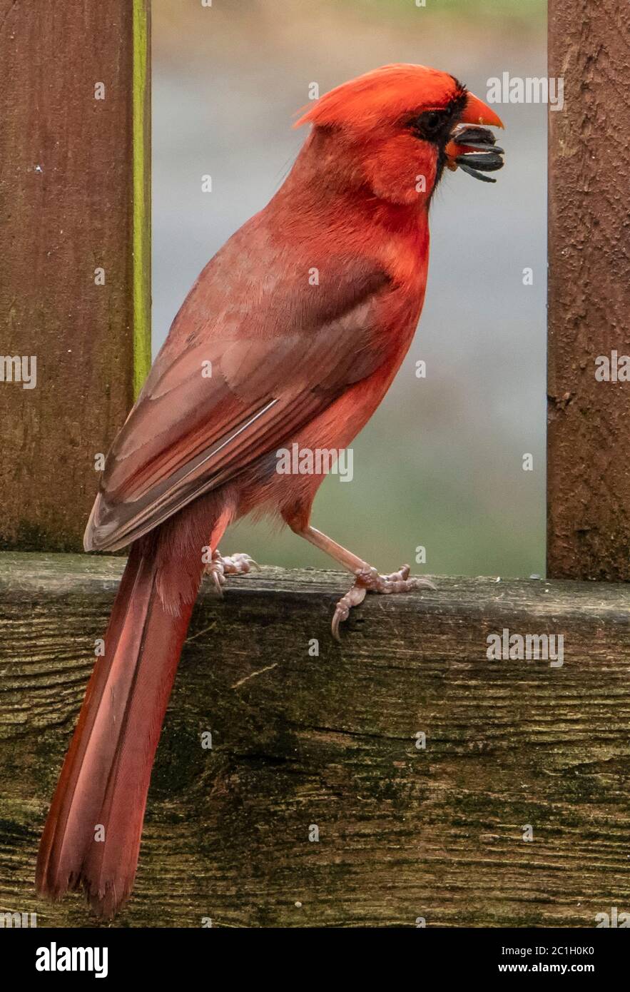 Northern Cardinal looks out from the deck Stock Photo - Alamy