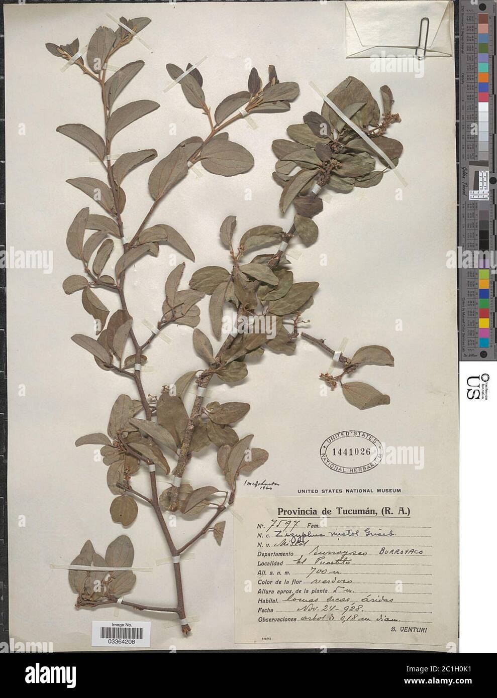 Ziziphus mistol Griseb Ziziphus mistol Griseb Stock Photo - Alamy