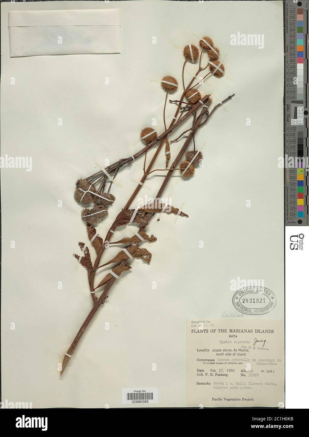 Hyptis capitata hi-res stock photography and images - Alamy