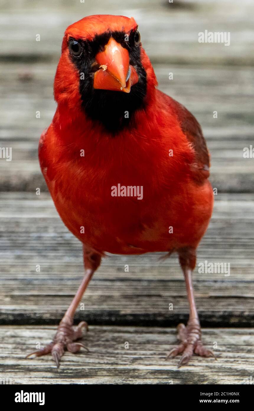 Red bird on the deck Stock Photo - Alamy