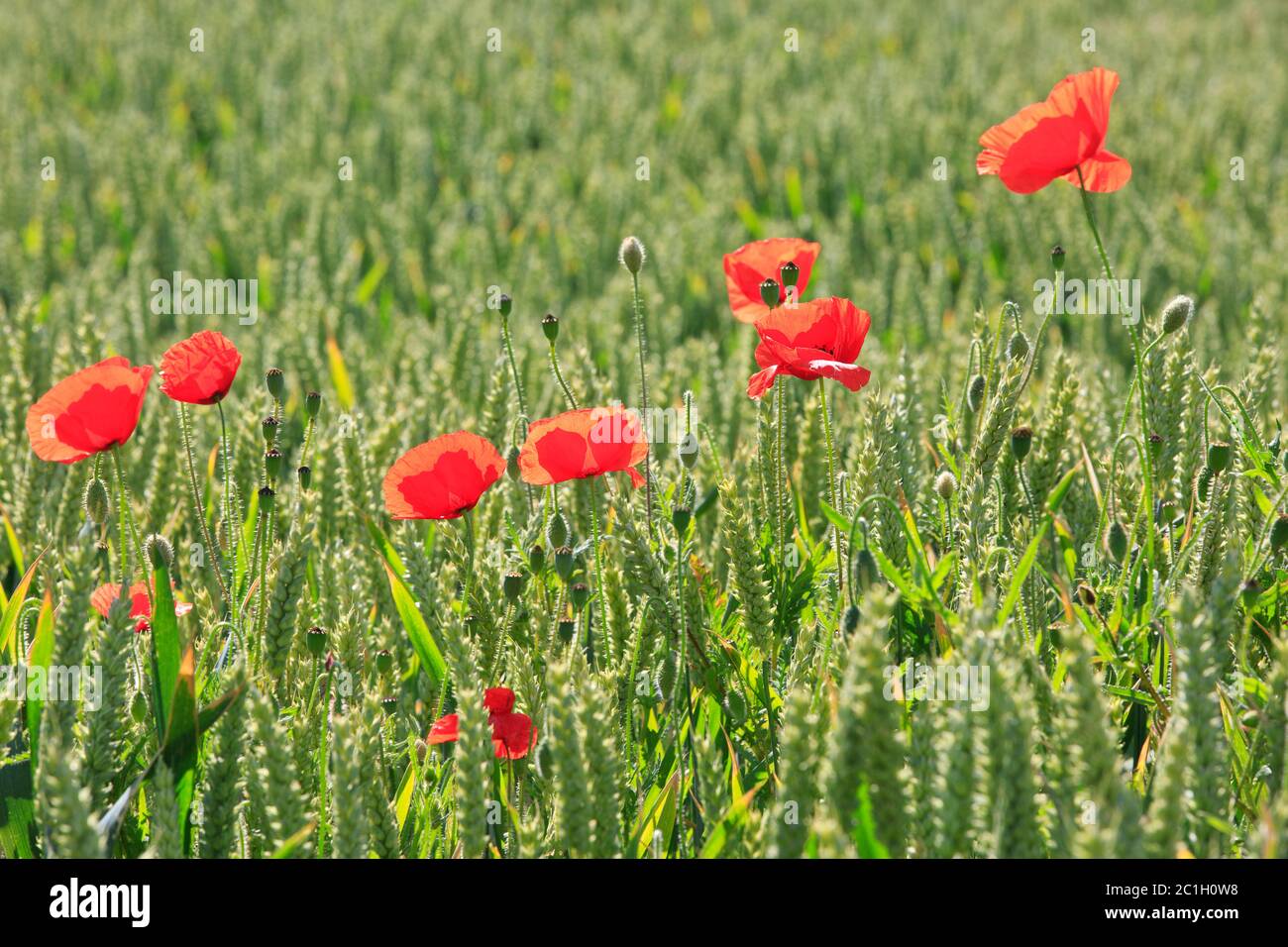 In flanders fields hi-res stock photography and images - Alamy