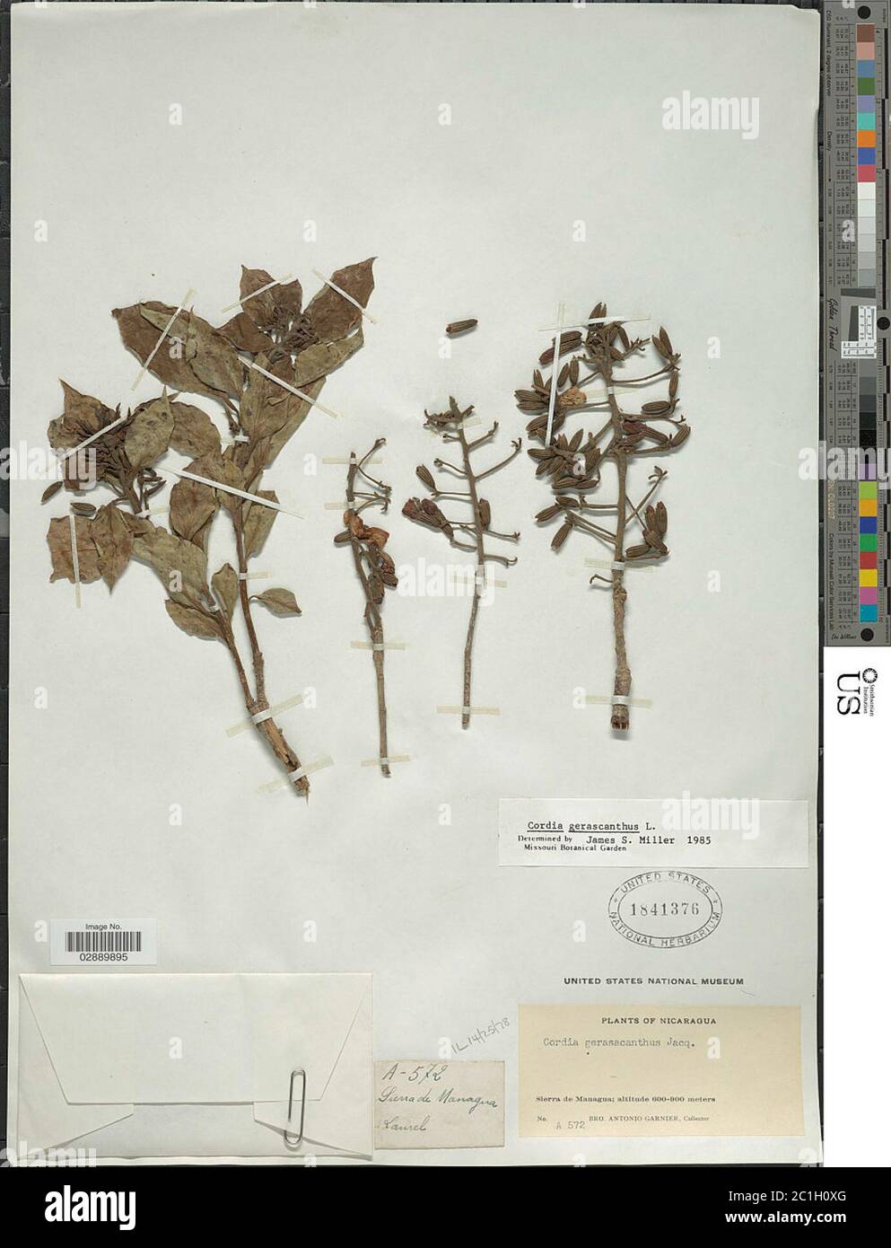 Cordia gerascanthus L Cordia gerascanthus L Stock Photo - Alamy