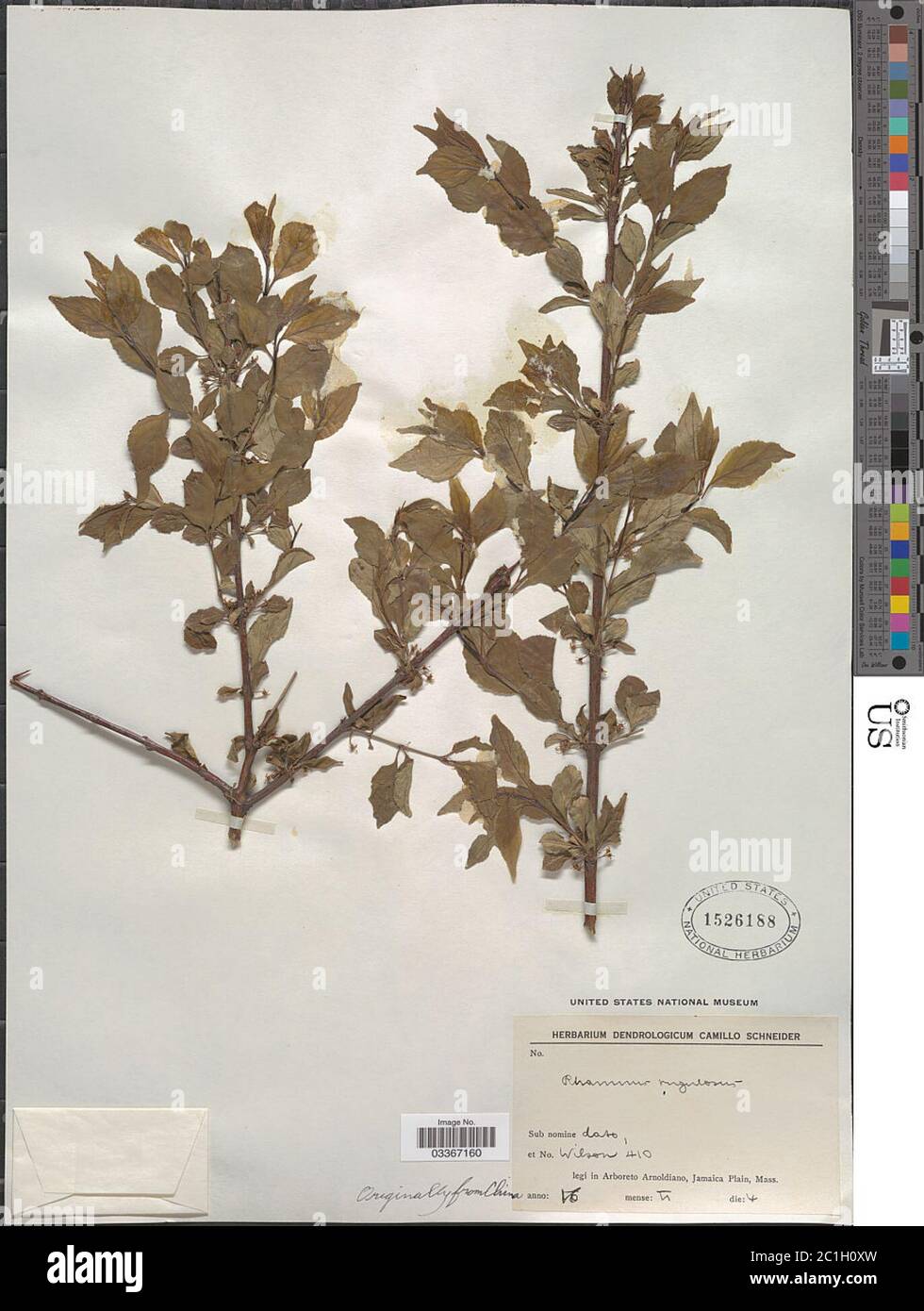 Rhamnus rugulosa hi-res stock photography and images - Alamy