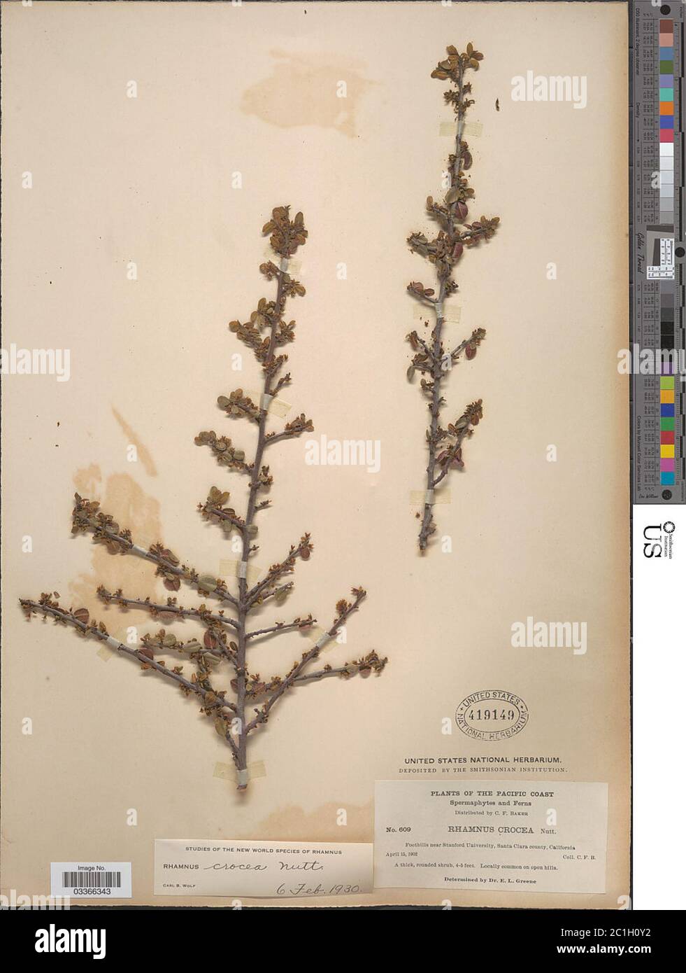 Rhamnus crocea Nutt Rhamnus crocea Nutt Stock Photo - Alamy