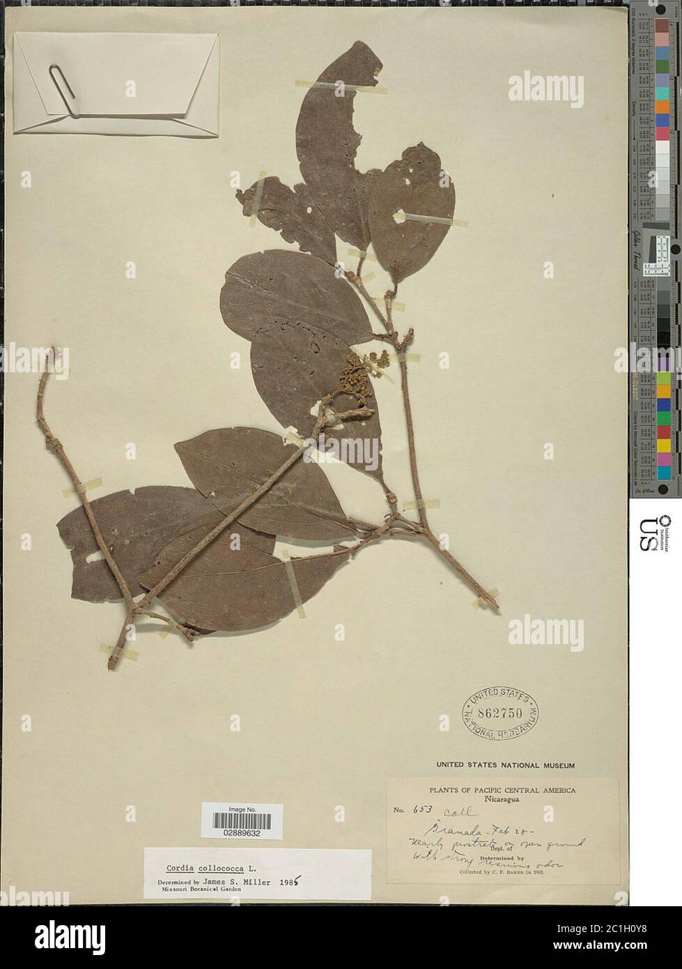 Cordia collococca L Cordia collococca L Stock Photo - Alamy