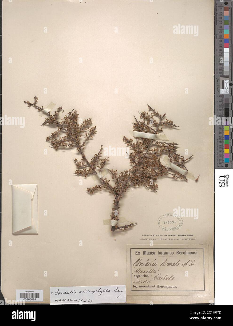 Condalia microphylla Cav Condalia microphylla Cav Stock Photo - Alamy