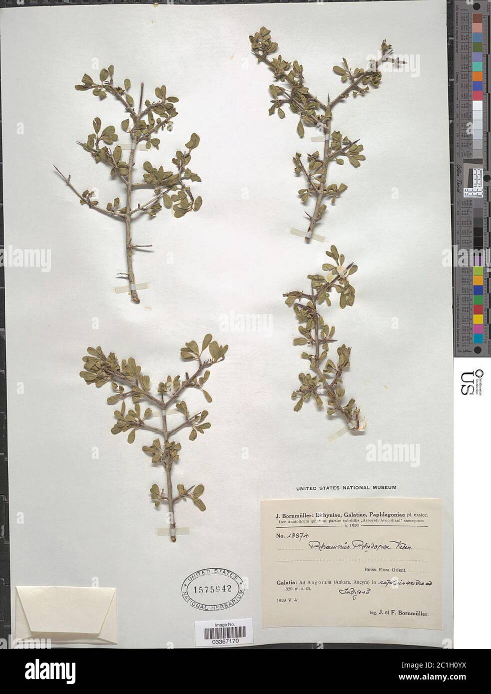 Rhamnus rhodopea Velen Rhamnus rhodopea Velen Stock Photo - Alamy