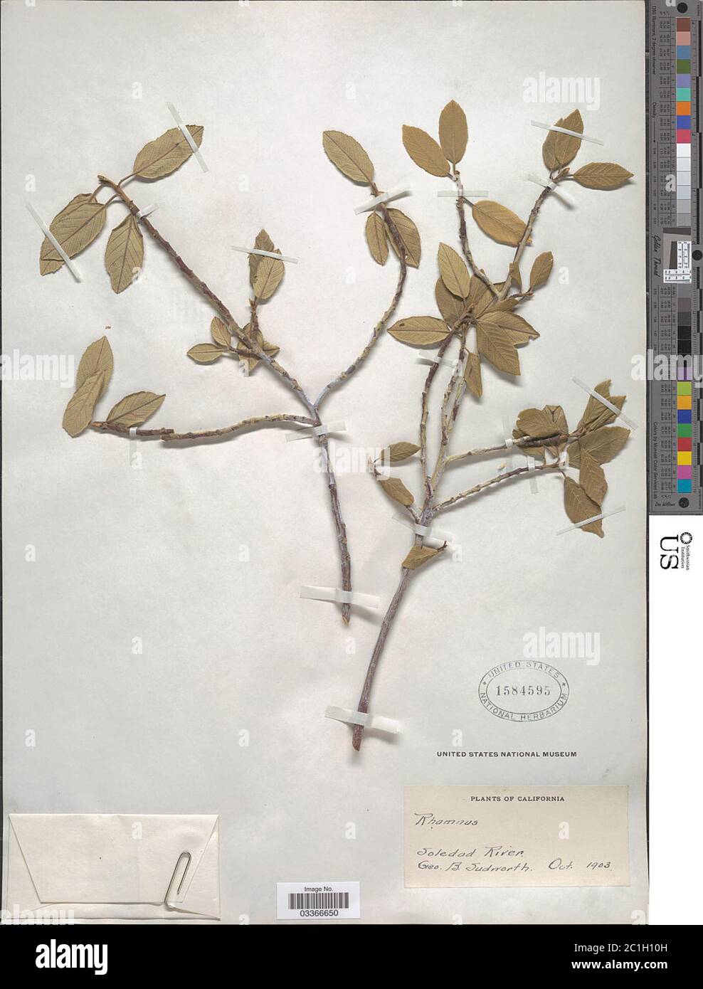 Rhamnus sp Rhamnus sp Stock Photo - Alamy