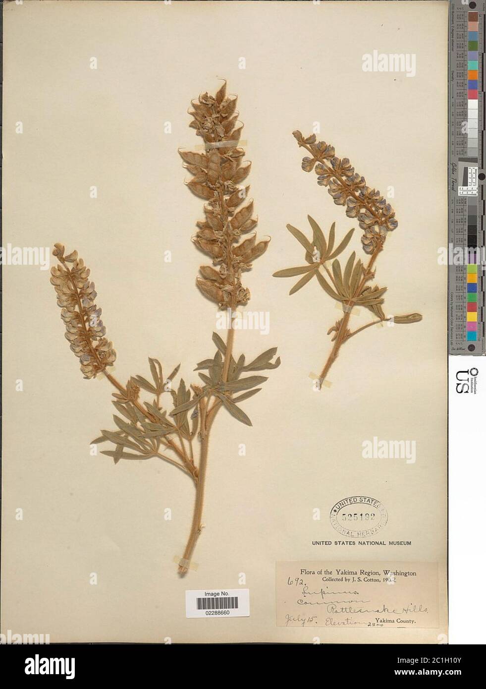 Lupinus sp Lupinus sp Stock Photo - Alamy