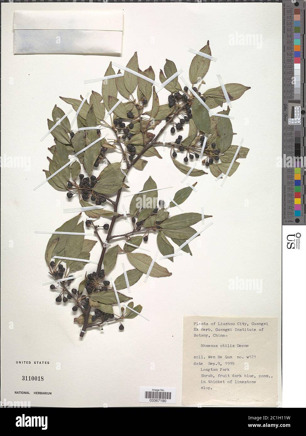 Rhamnus utilis Decne Rhamnus utilis Decne Stock Photo - Alamy