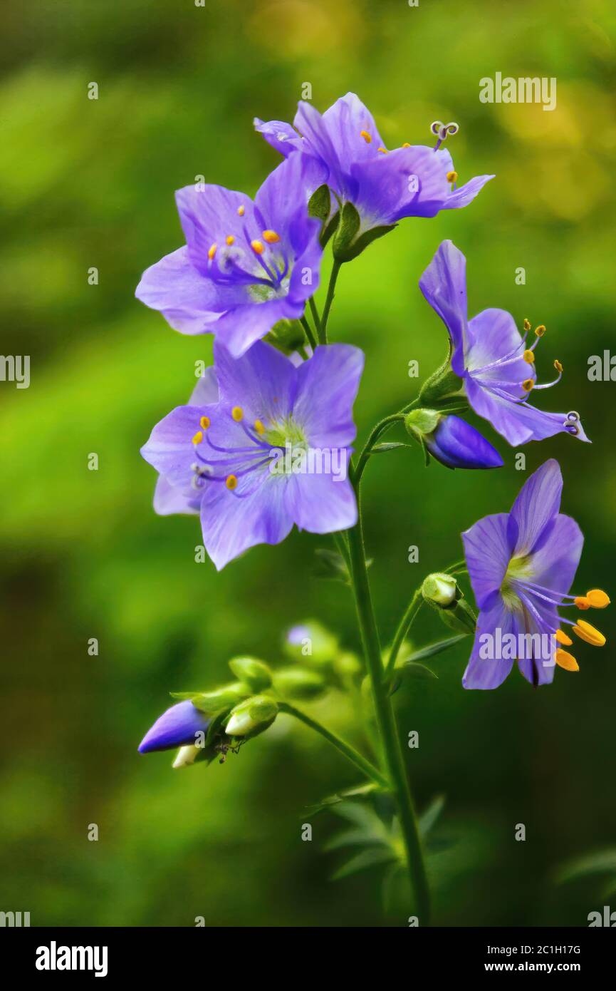 Polemonium caeruleum, known as Jacob's-ladder or Greek valerian Stock ...