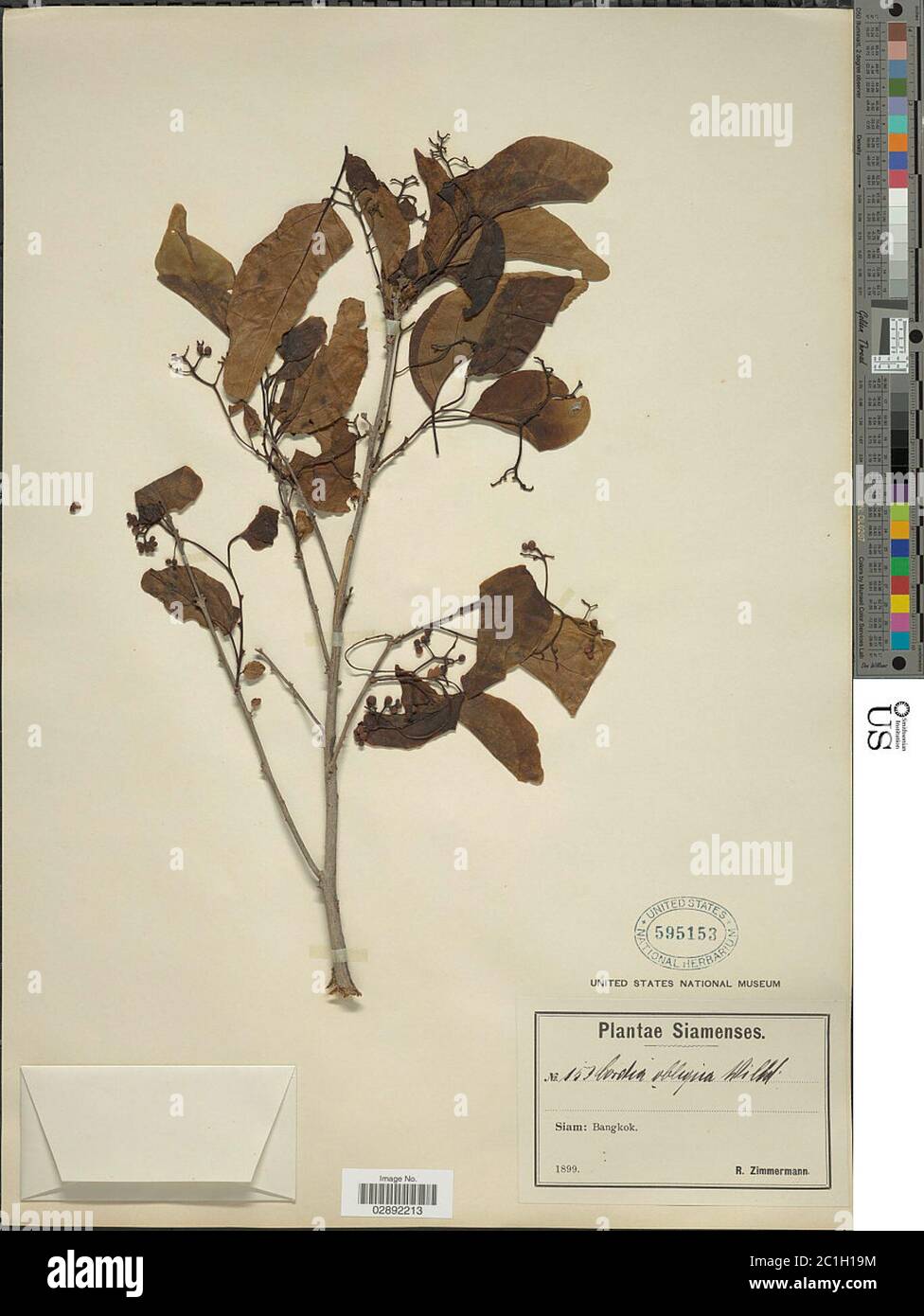 Cordia obliqua Willd Cordia obliqua Willd Stock Photo - Alamy