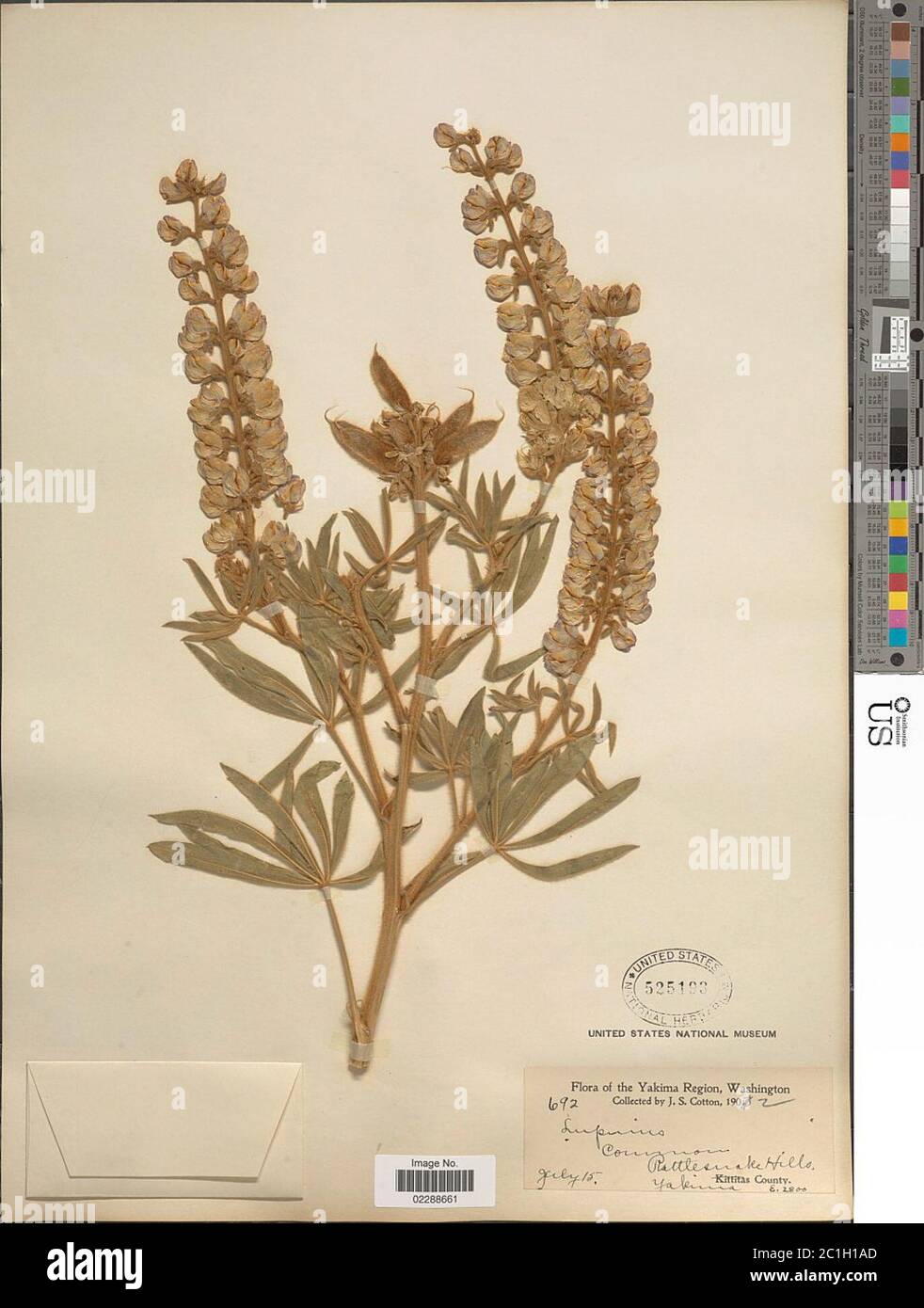 Lupinus sp Lupinus sp Stock Photo - Alamy