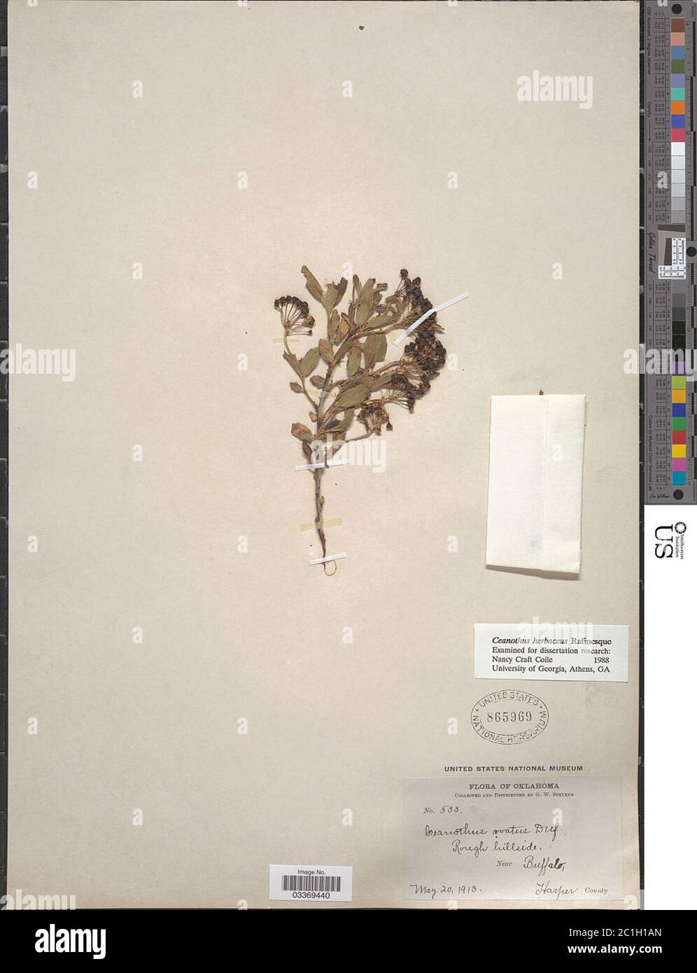 Ceanothus ovatus Ceanothus ovatus Stock Photo - Alamy