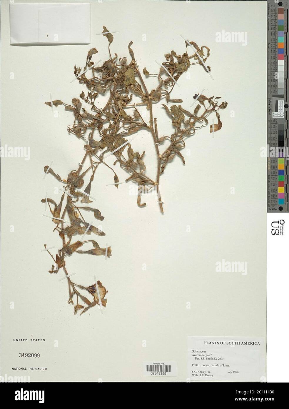 Nierembergia hi-res stock photography and images - Alamy