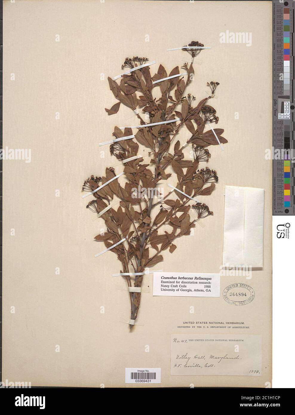 Ceanothus ovatus Ceanothus ovatus Stock Photo - Alamy