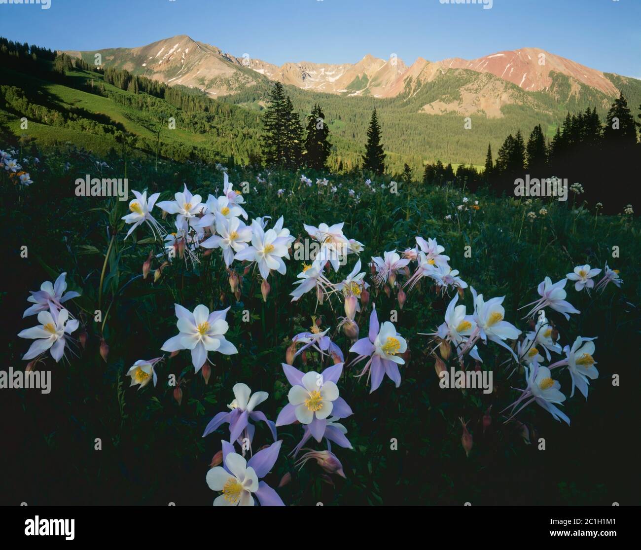 Rocky Mountain Plants And Flowers