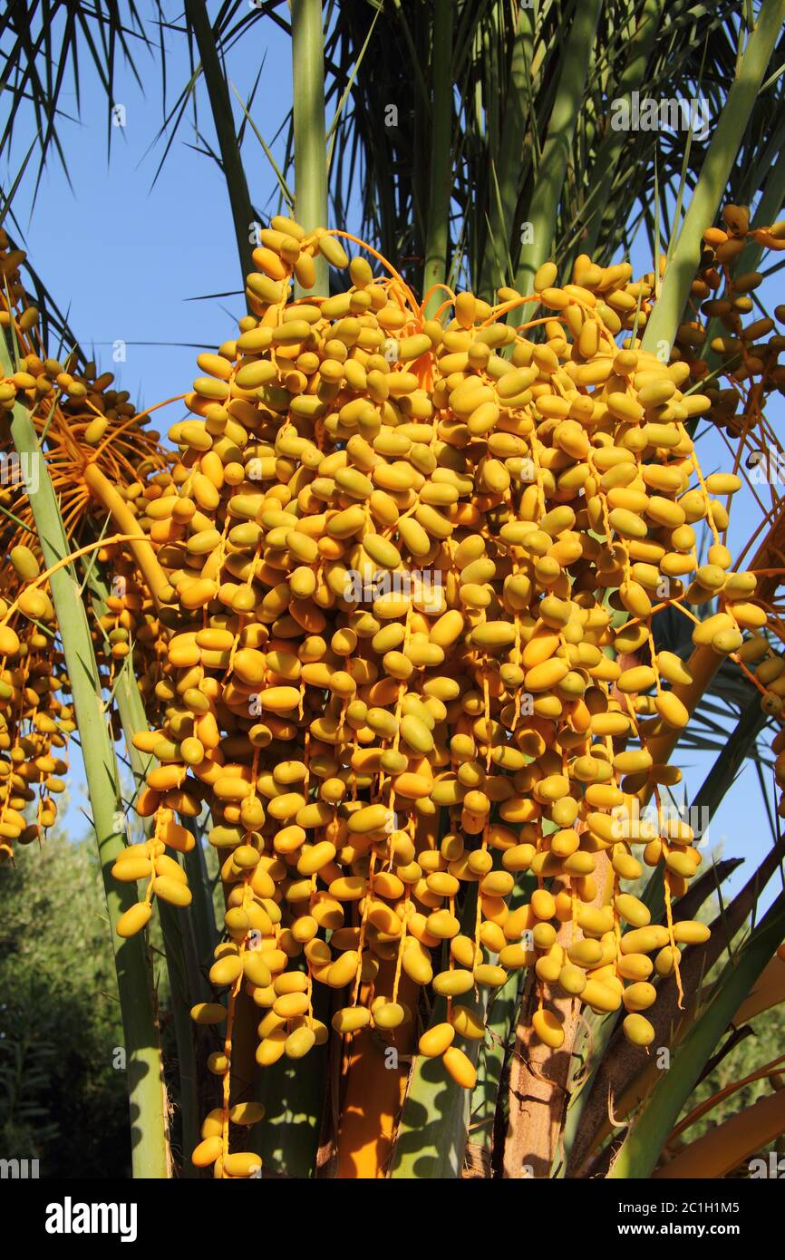 Red dates with tree hi-res stock photography and images - Alamy
