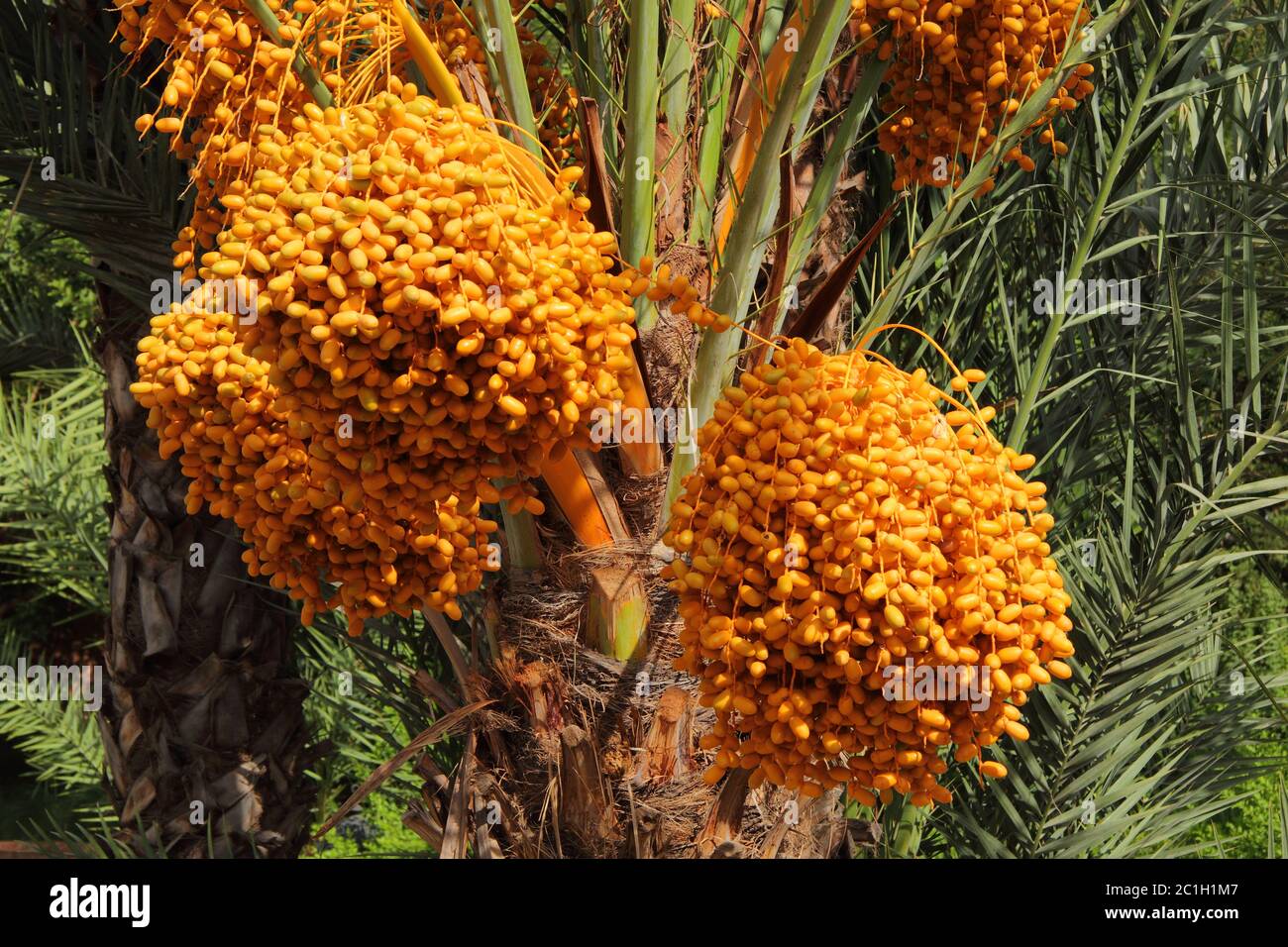 Morocco, Marrakesh. Dates ripening on the palm tree in the Moroccan ...