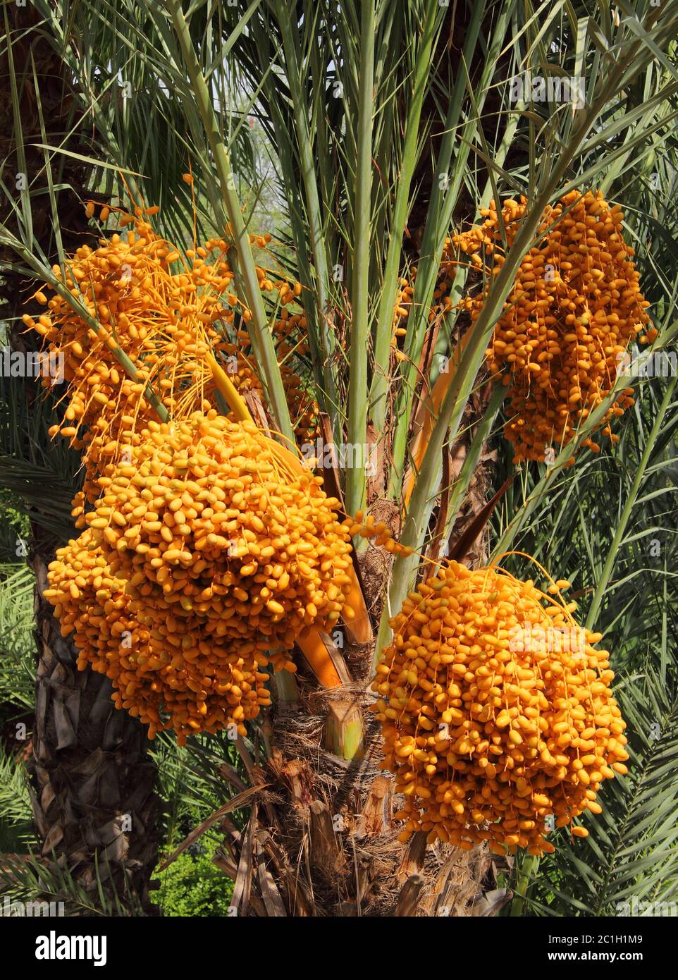 Morocco, Marrakesh. Dates ripening on the palm tree in the Moroccan ...