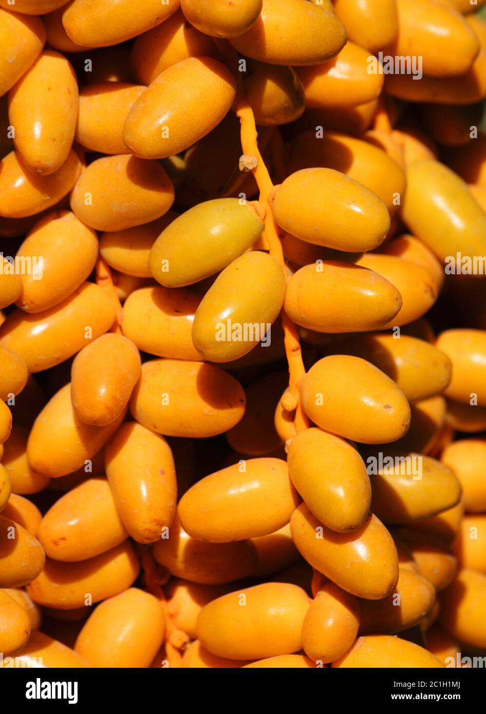 Morocco, Marrakesh. Dates ripening on the palm tree in the Moroccan ...