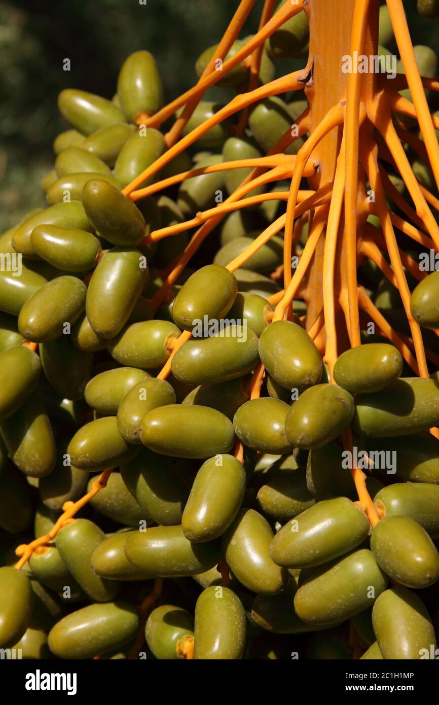 Morocco, Marrakesh. Dates ripening on the palm tree in the Moroccan ...