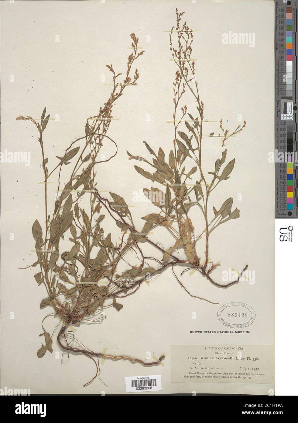 Genus rumex hi-res stock photography and images - Alamy