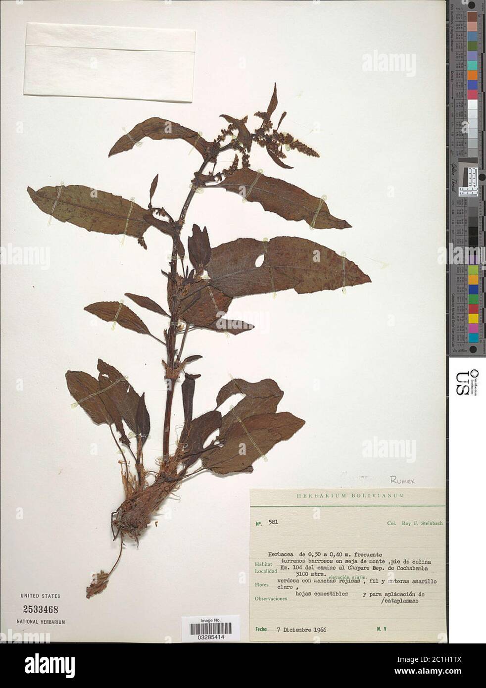 Rumex Rumex Sp High Resolution Stock Photography and Images - Alamy