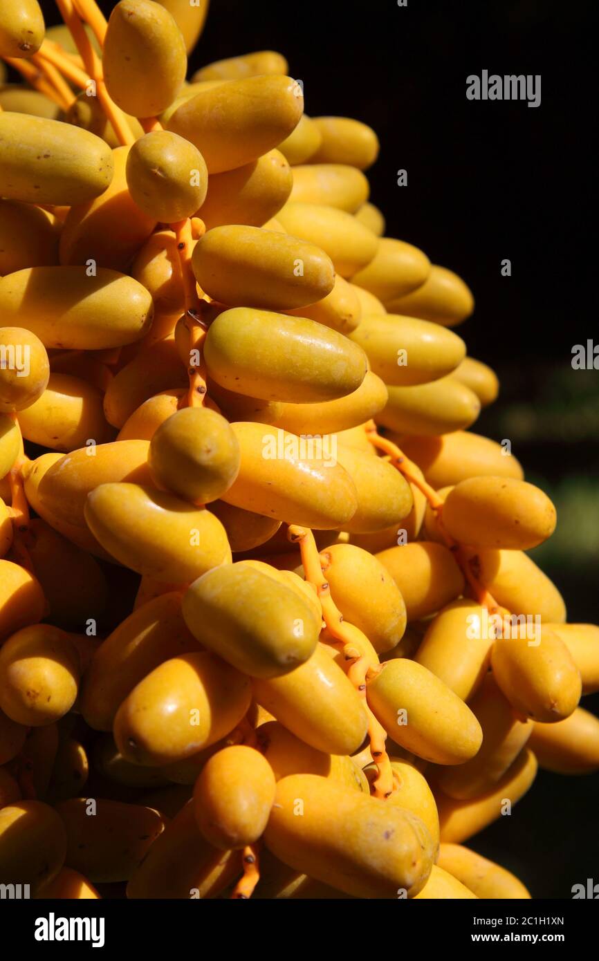 Morocco, Marrakesh. Dates ripening on the palm tree in the Moroccan ...