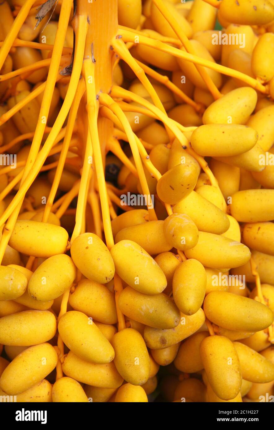 Morocco, Marrakesh. Dates ripening on the palm tree in the Moroccan ...