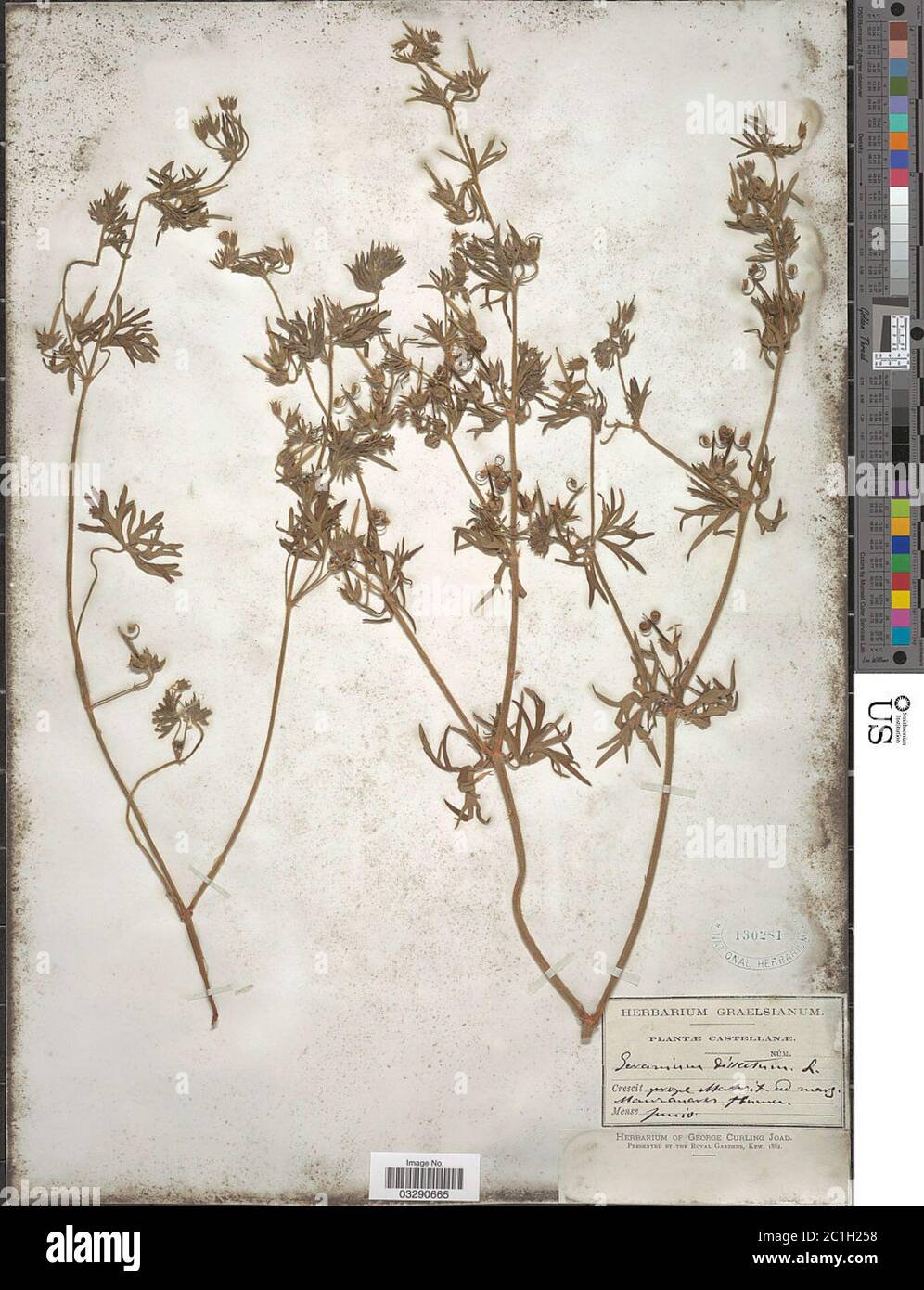 Geranium dissectum L Geranium dissectum L Stock Photo - Alamy