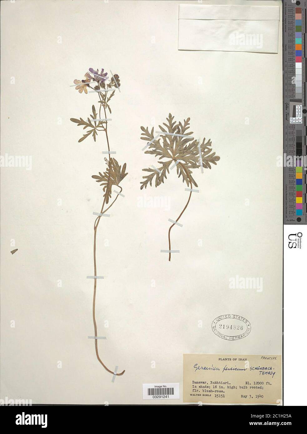 Geranium persicum SchnbTem Geranium persicum SchnbTem Stock Photo - Alamy