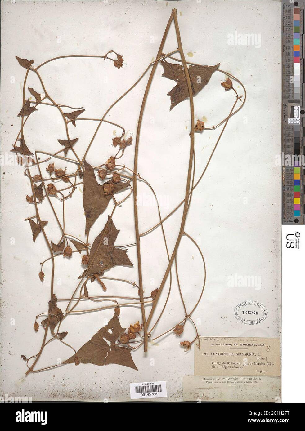Convolvulus scammonia L Convolvulus scammonia L Stock Photo - Alamy