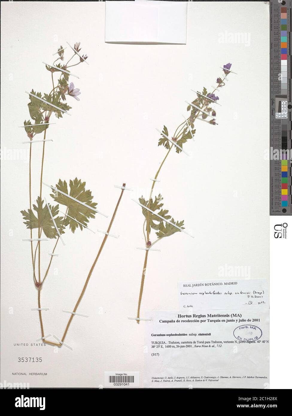 Geranium asphodeloides Geranium asphodeloides Stock Photo - Alamy