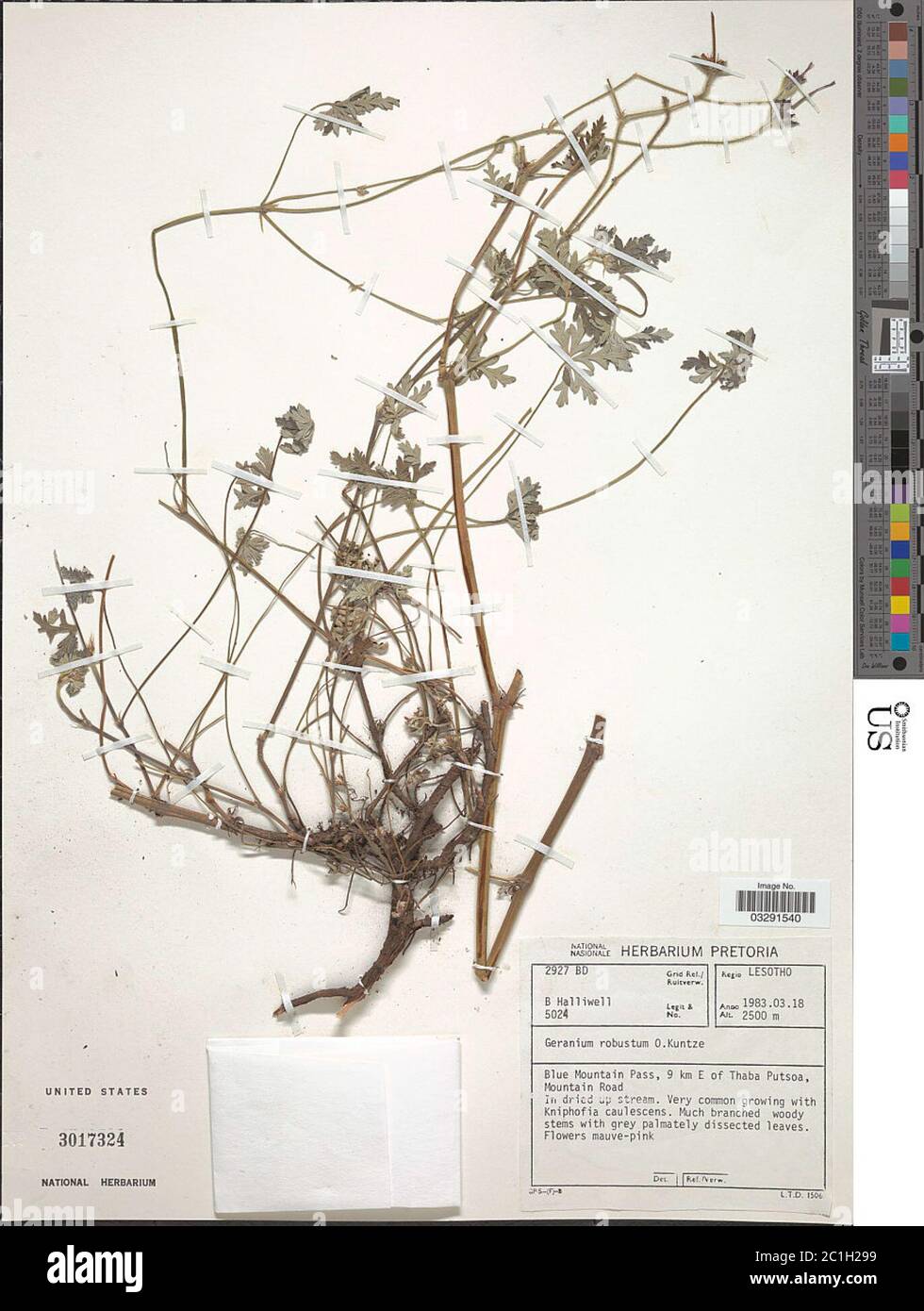 Geranium robustum hi-res stock photography and images - Alamy