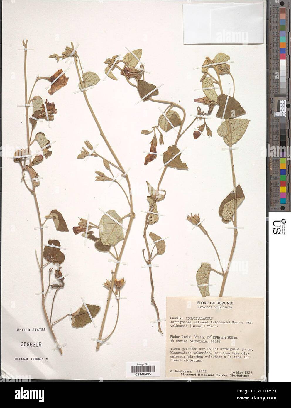 Meeuse hi-res stock photography and images - Alamy