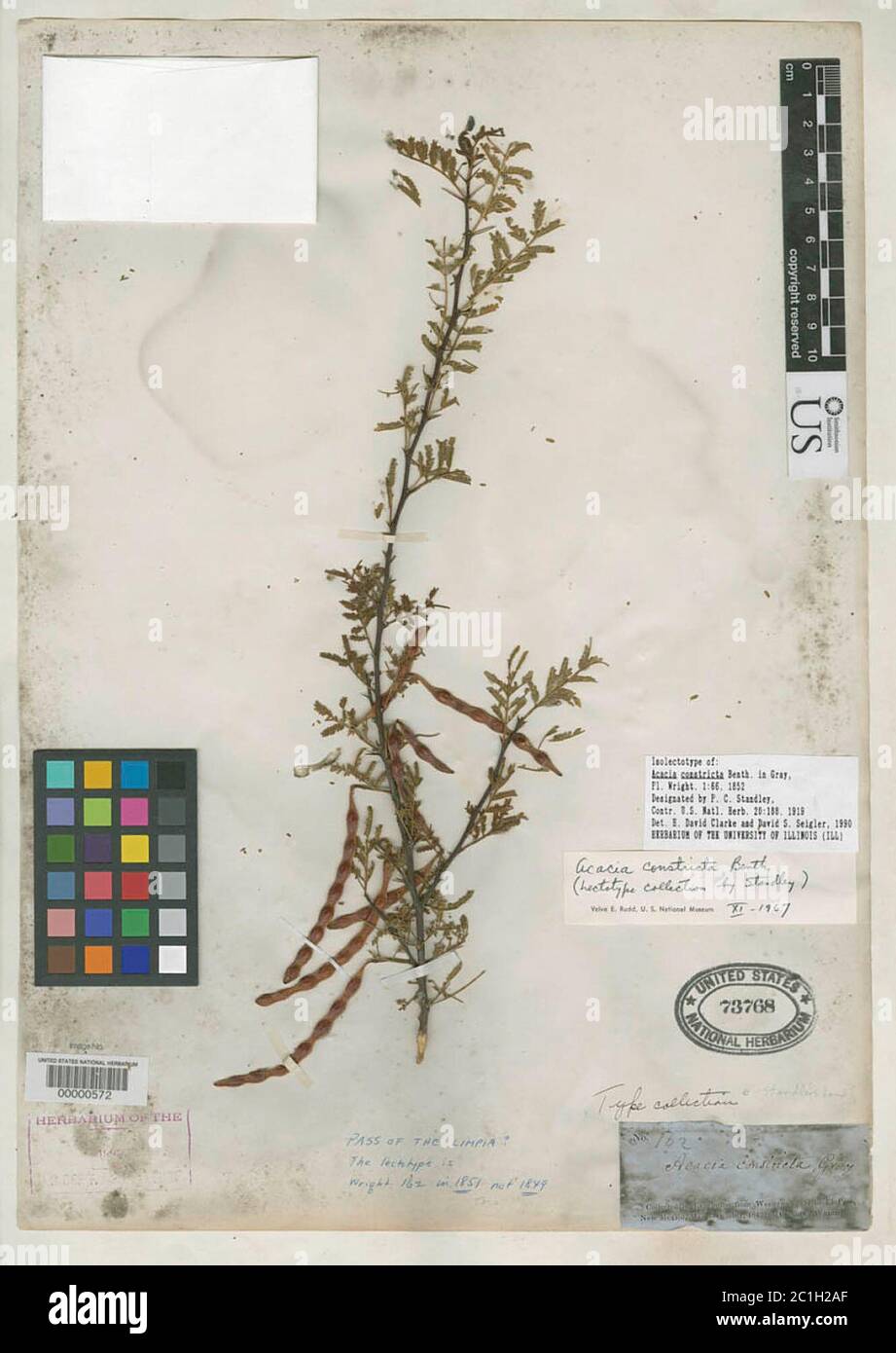 Acacia constricta Benth in A Gray Acacia constricta Benth in A Gray ...