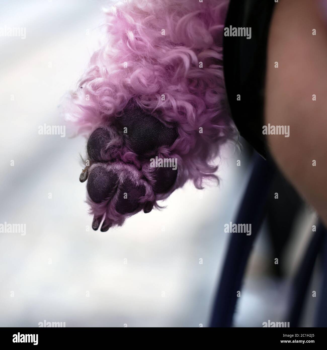 Paw of a little poodle dog with pink colored fur, the dog is hold by ...