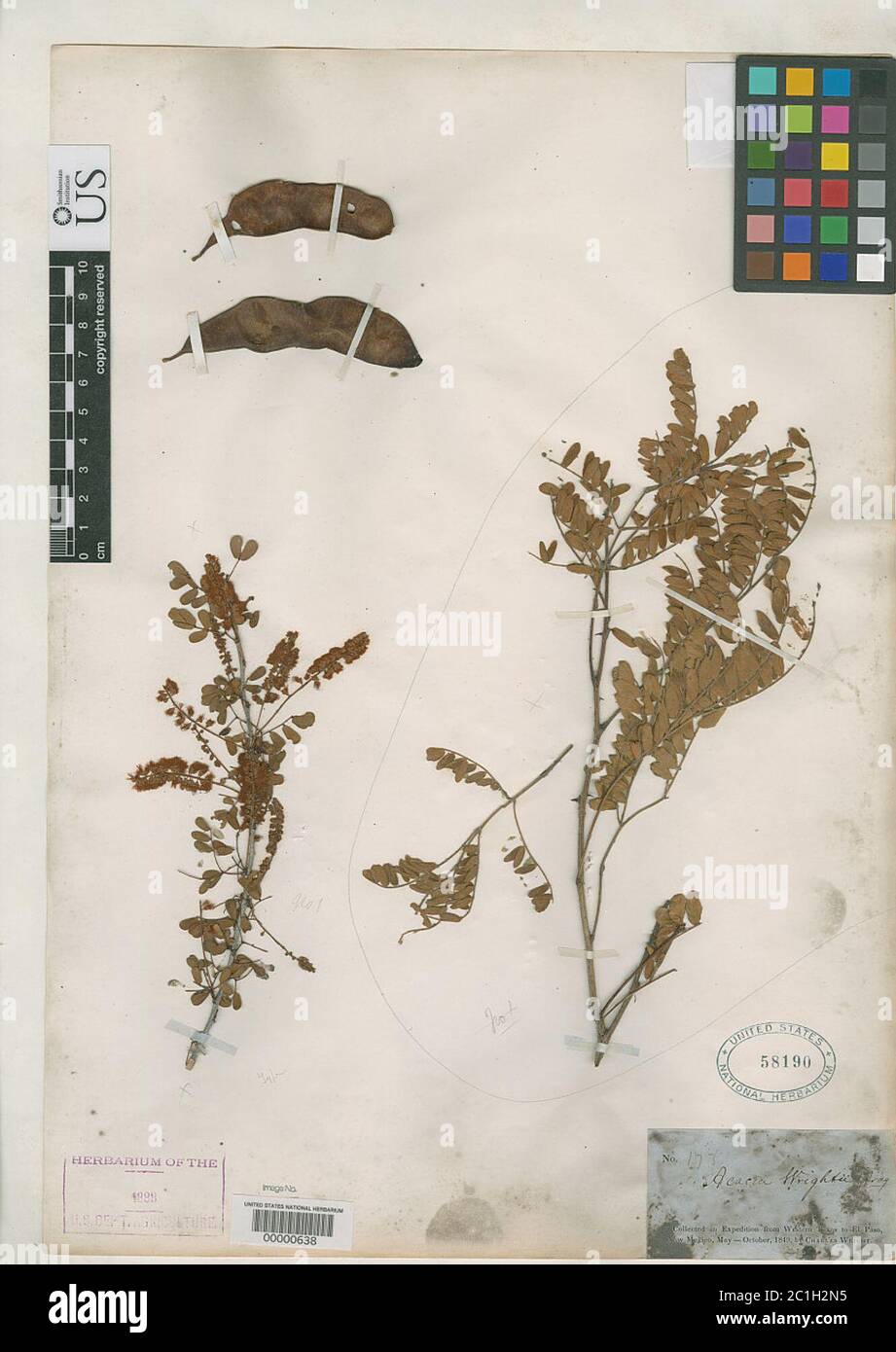 Acacia wrightii Benth in A Gray Acacia wrightii Benth in A Gray Stock ...