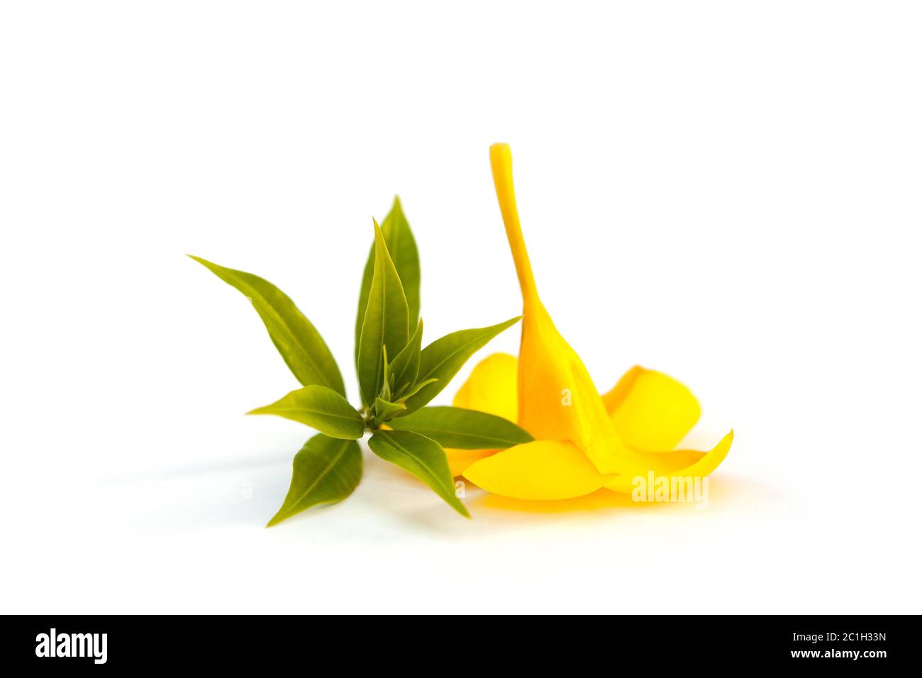 Yellow bell flower Cut Out Stock Images & Pictures - Alamy