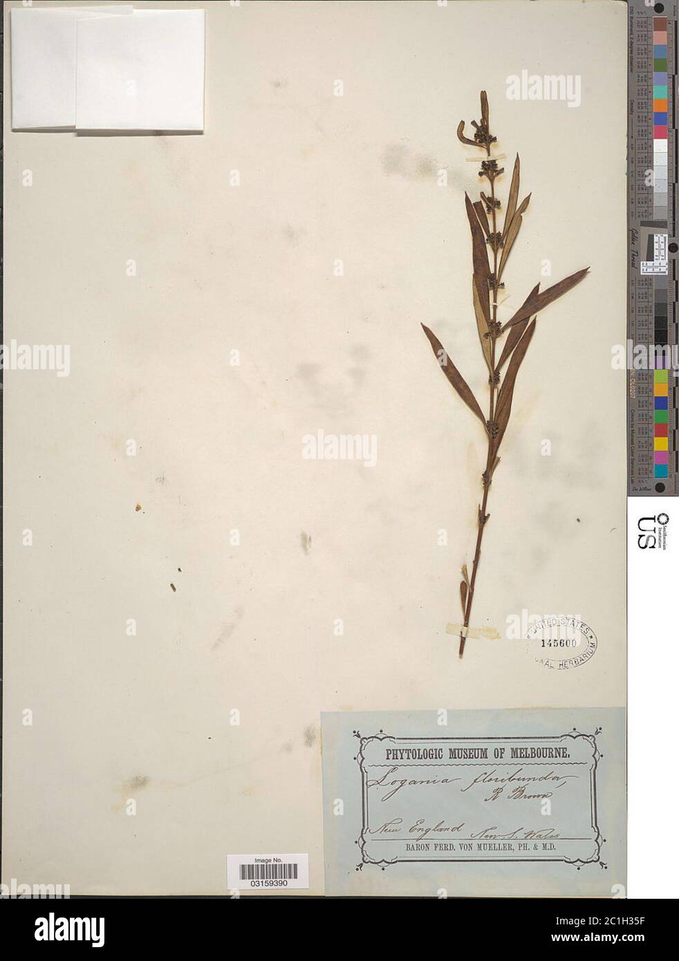 Logania albiflora Andrews Druce Logania albiflora Andrews Druce Stock ...